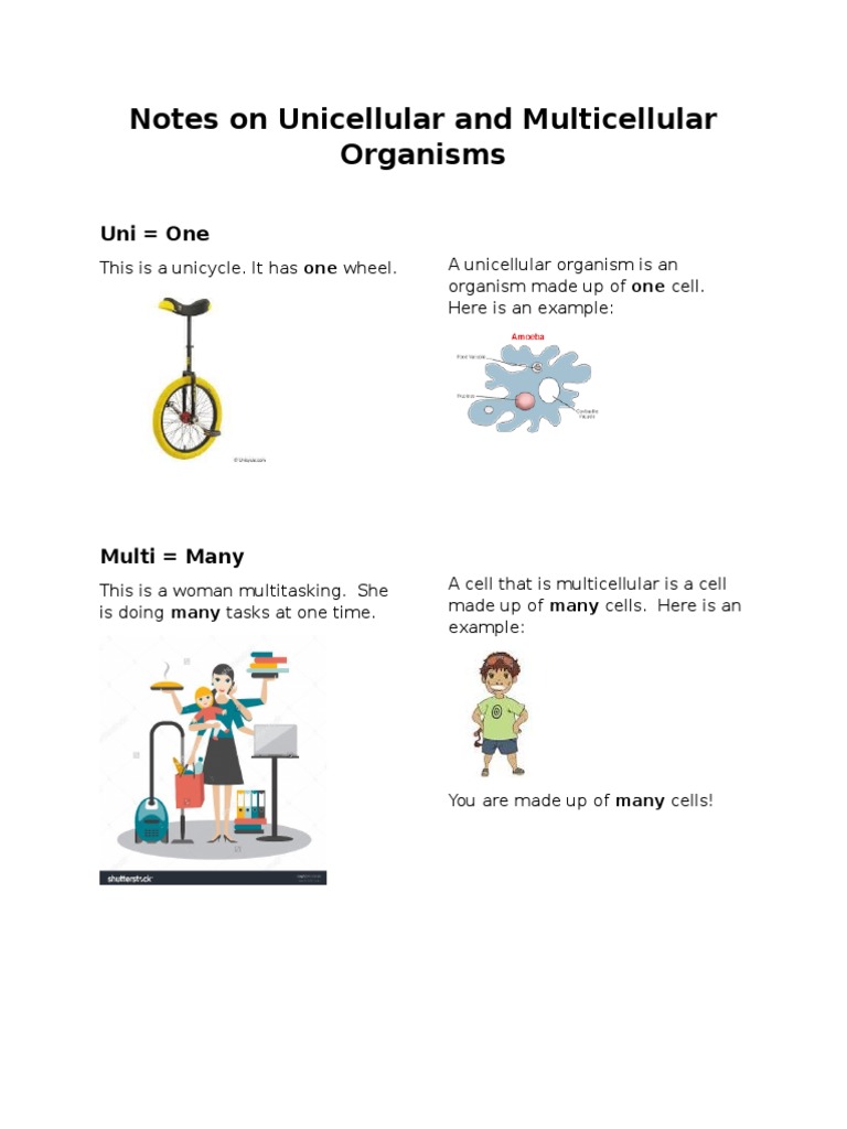 Unicellular vs Multicellular Organisms | PDF | Organisms | Cell (Biology)