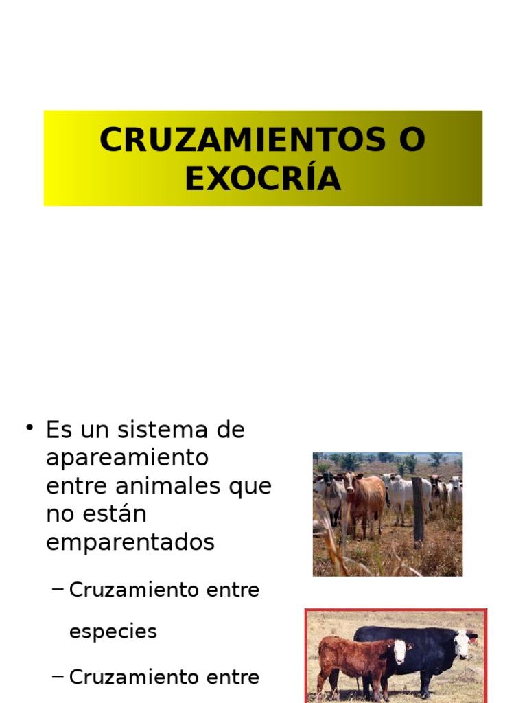 Tipos de Cruzamientos en Bovinos | PDF | Dominancia (Genética) | Cría