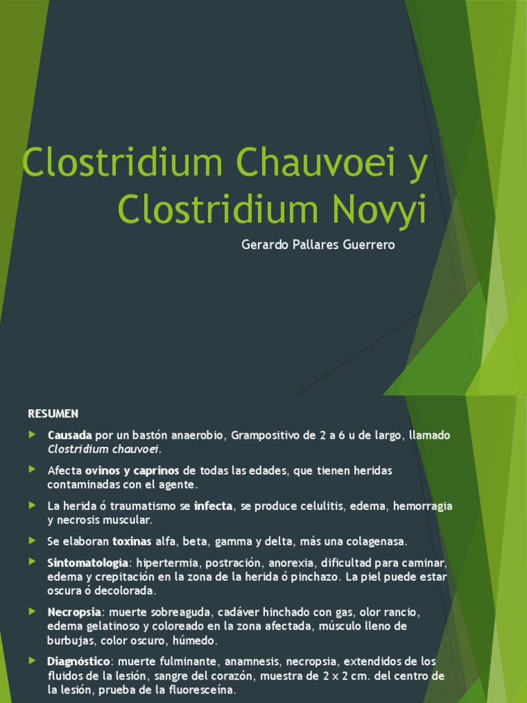 Clostridium Chauvoei | PDF | Oveja | Ántrax