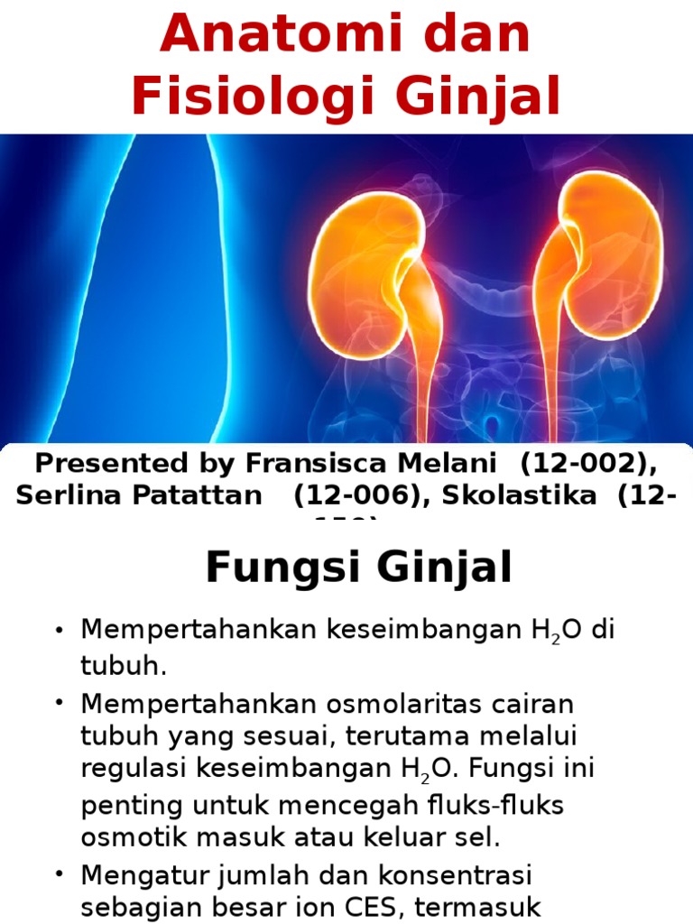 Anatomi Dan Fisiologi Ginjal | Kidney | Urinary System