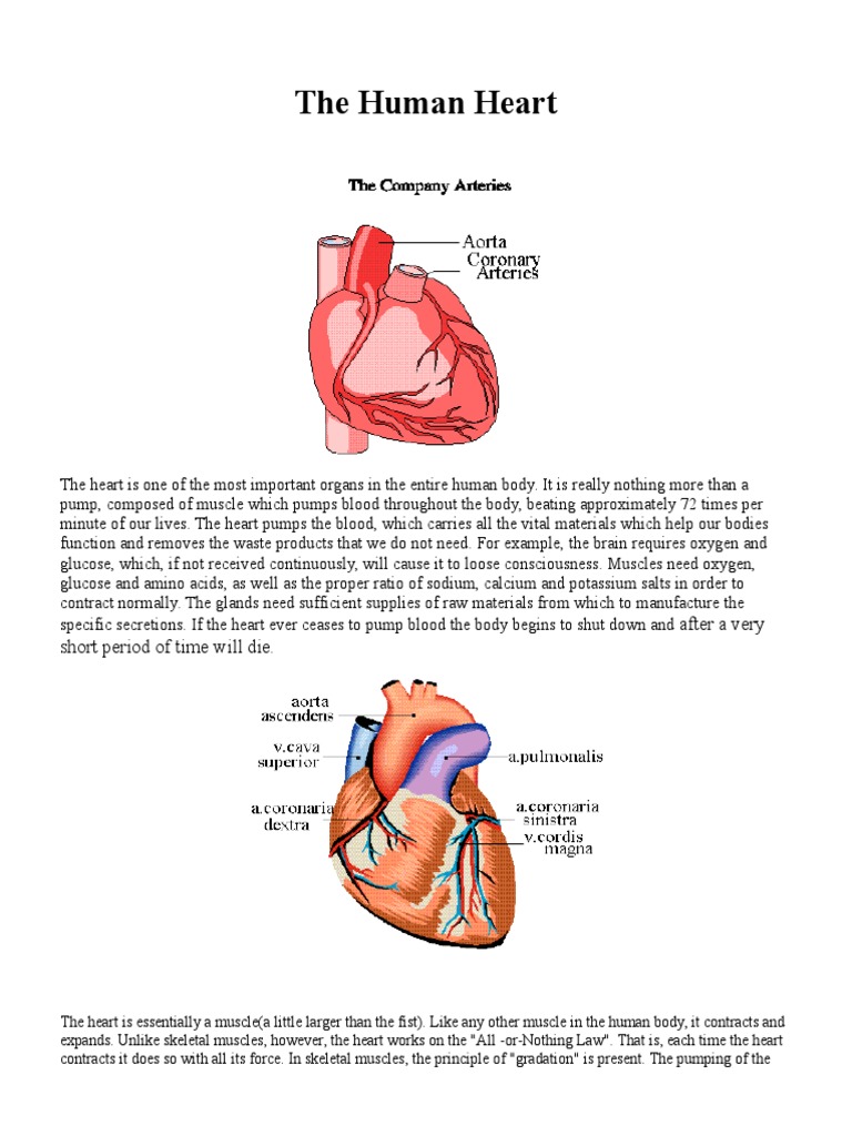 The Human Heart | PDF | Atrium (Heart) | Ventricle (Heart)
