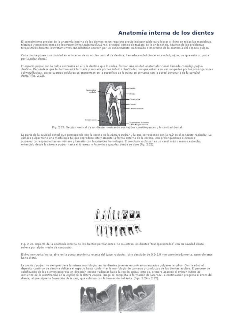 Anatomía interna y medidas de dientes | PDF | Diente | Ramas de Odontología