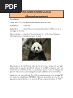 Tipos de Pandas | PDF | Panda gigante | Osos