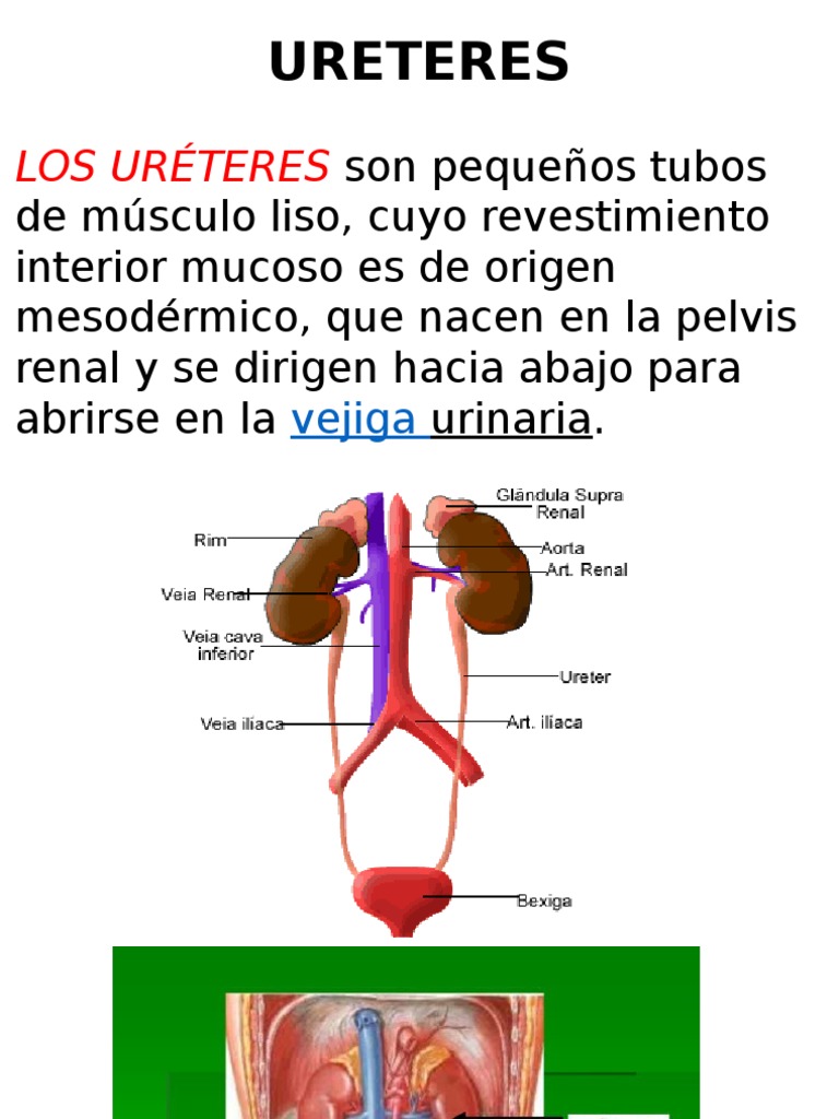 Ureteres | Sistema urinario | Riñón