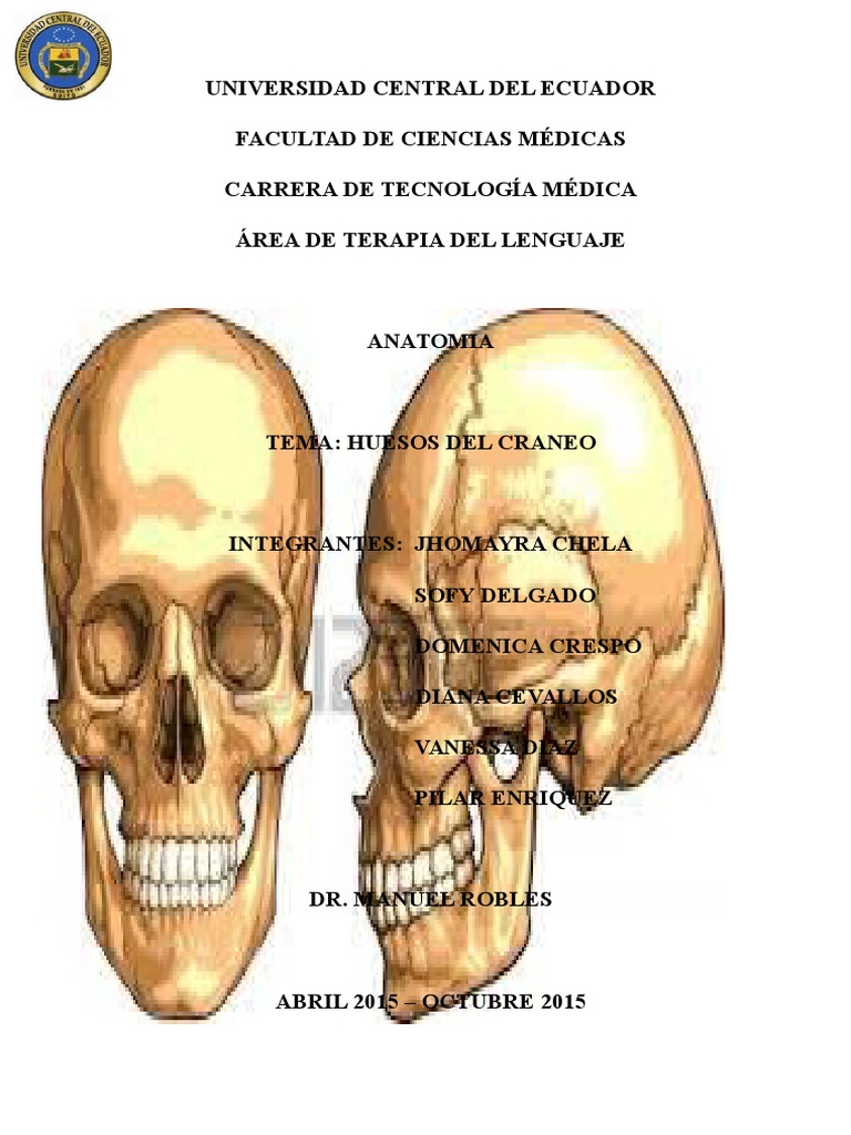 Anatomia Huesos Del Cráneo | PDF | Sistema esquelético | Anatomía humana
