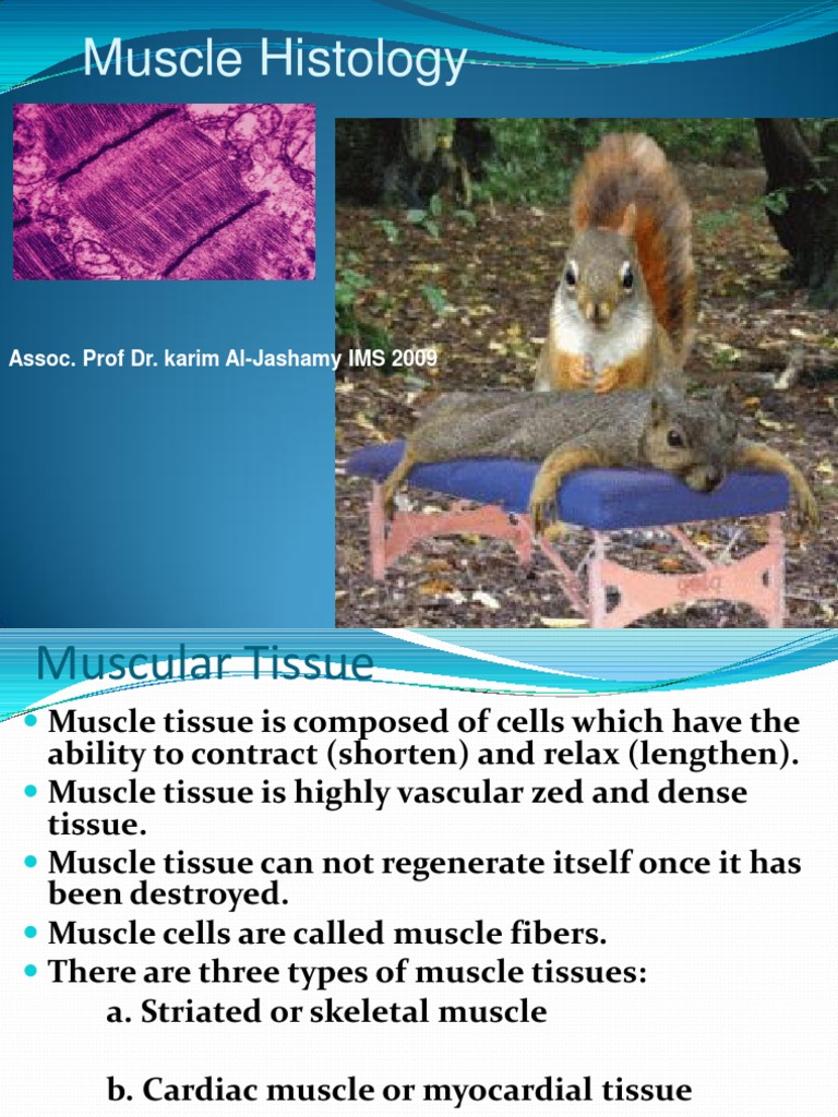 Muscle Histology: Assoc. Prof Dr. Karim Al-Jashamy IMS 2009 | PDF ...