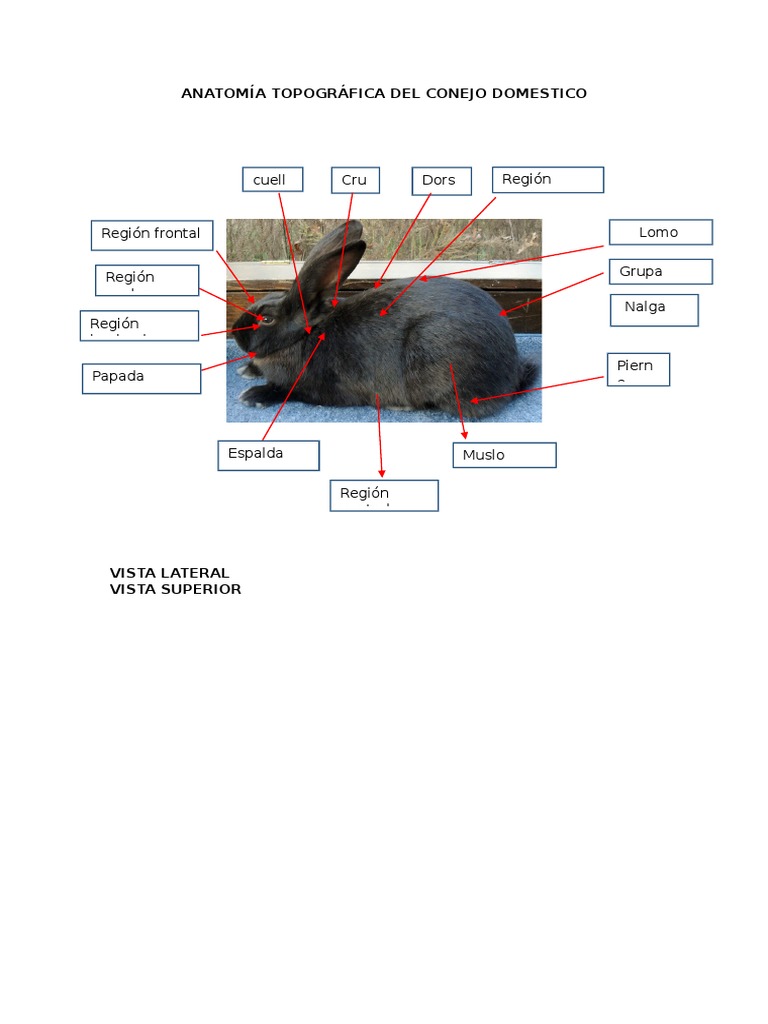 Anatomía De Un Conejo
