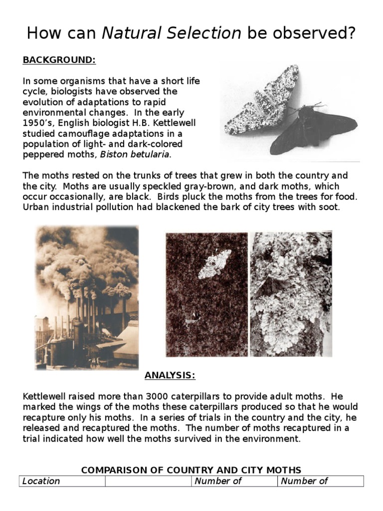 Peppered Moths | PDF | Biological Evolution | Evolutionary Biology