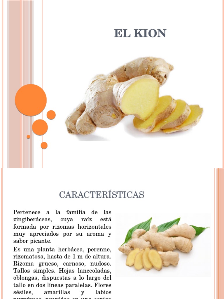 Características y beneficios del kion | PDF | Jengibre | Enfermedades ...