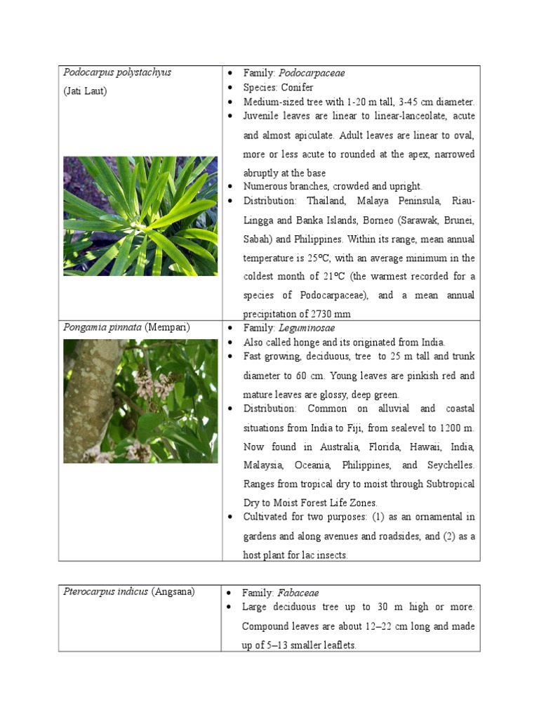 Report Pokok | Download Free PDF | Flora | Plant Life Form