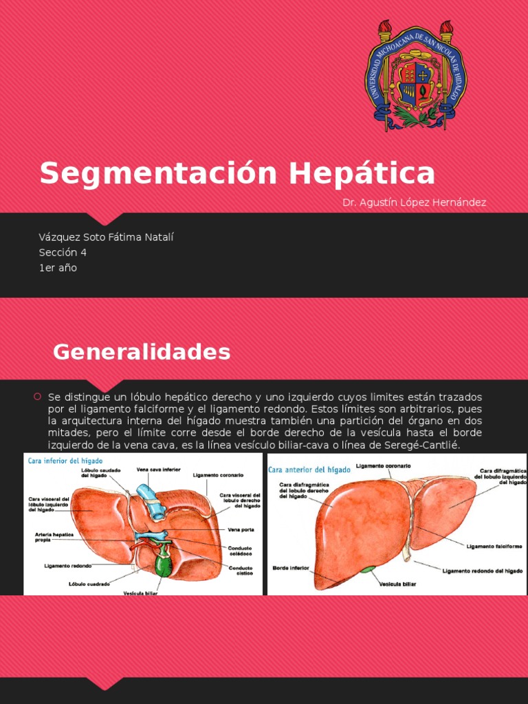 Segmentación Hepática | PDF | Sistema exocrino | Hígado