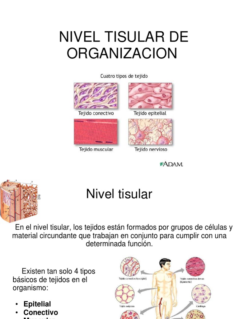 Nivel Tisular | PDF | Epitelio | Tejido conectivo