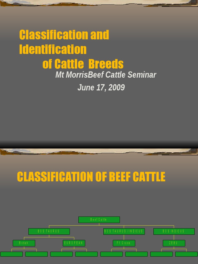 Beef Cattle Classification.ppt | Cattle | Animal Breeds