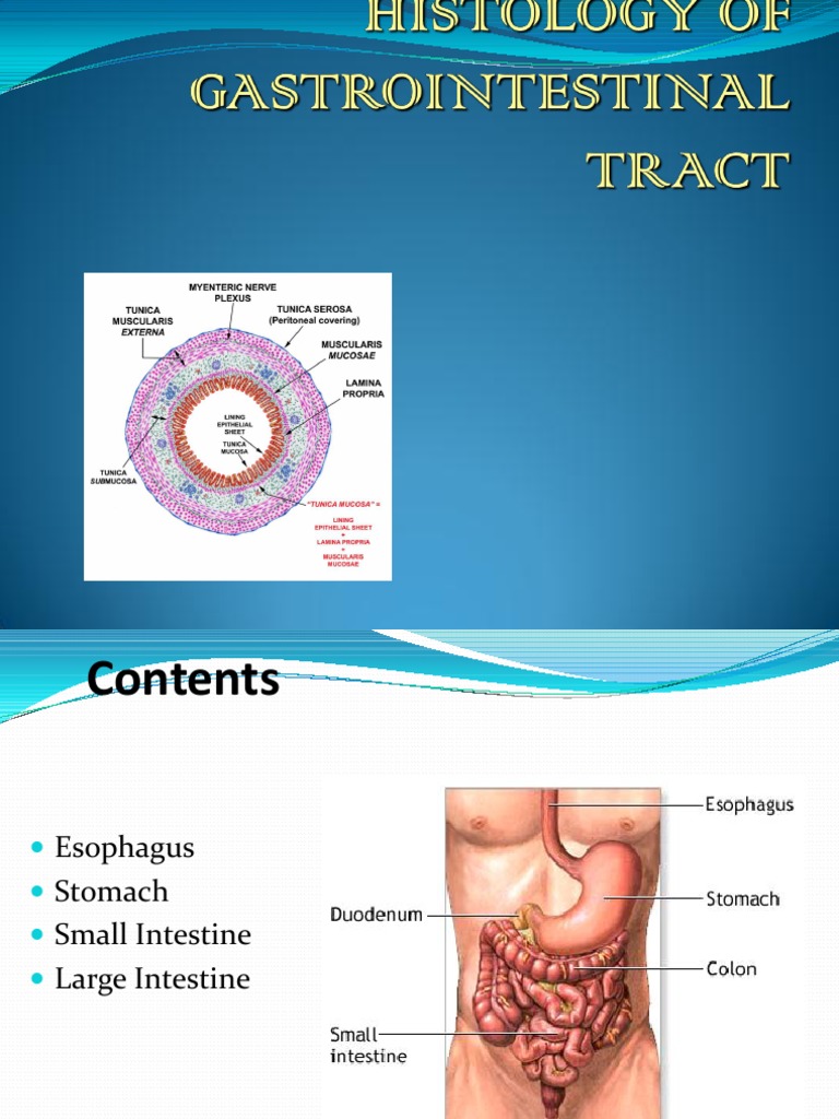 Histology of Git and Circulatory System | Stomach | Gastrointestinal Tract