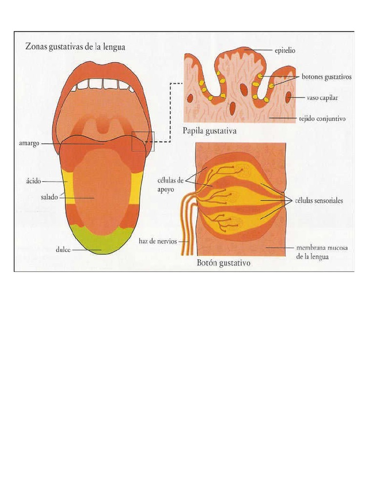 La Lengua y Sus Partes | PDF
