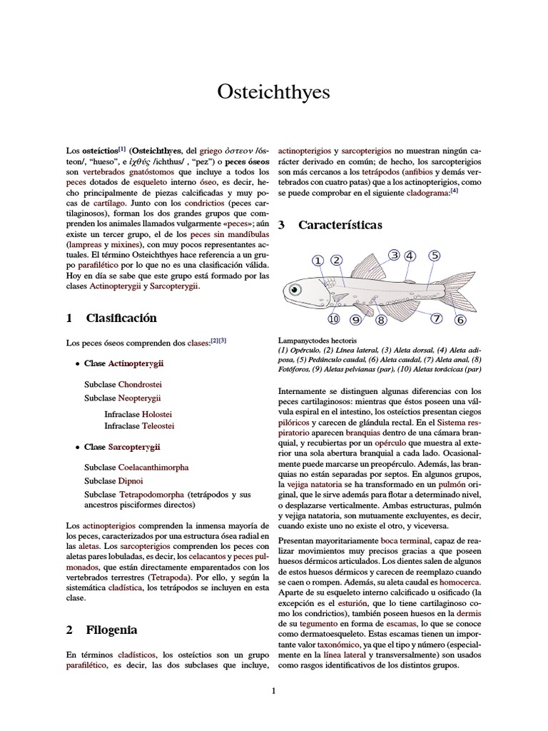 Características de los Osteíctios | PDF | Anatomía | Zoología