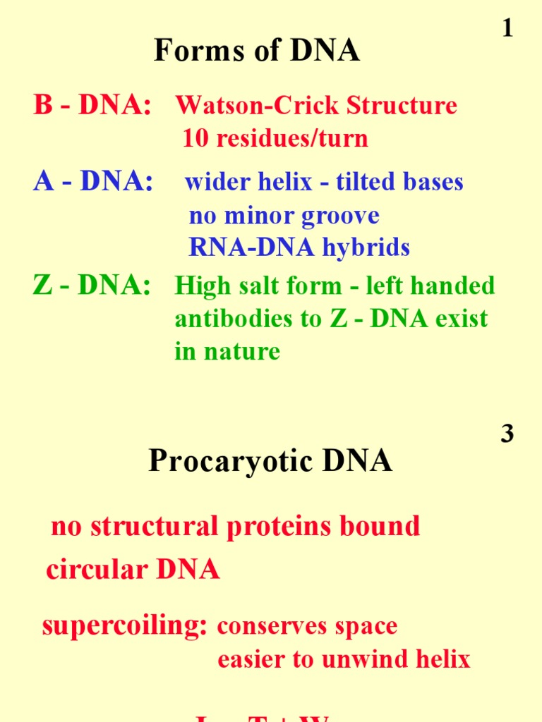 Overview of DNA Structures and Functions | PDF | Dna | Primer ...