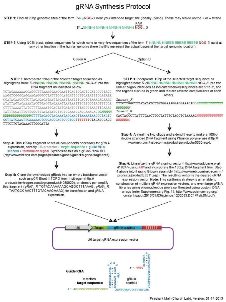 gRNA Cloning Protocol Guide | PDF | Directionality (Molecular Biology ...