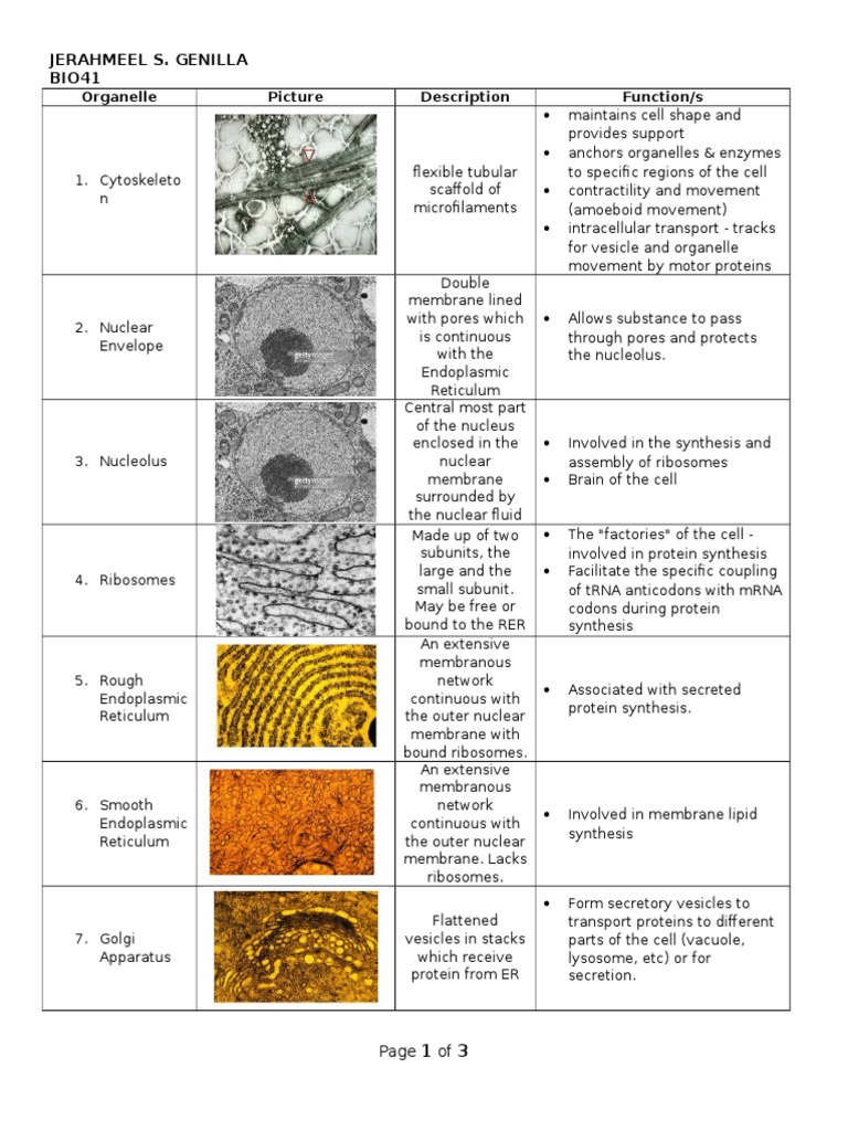 Plant Cell Organelle Chart | PDF | Biological Membrane | Endoplasmic ...
