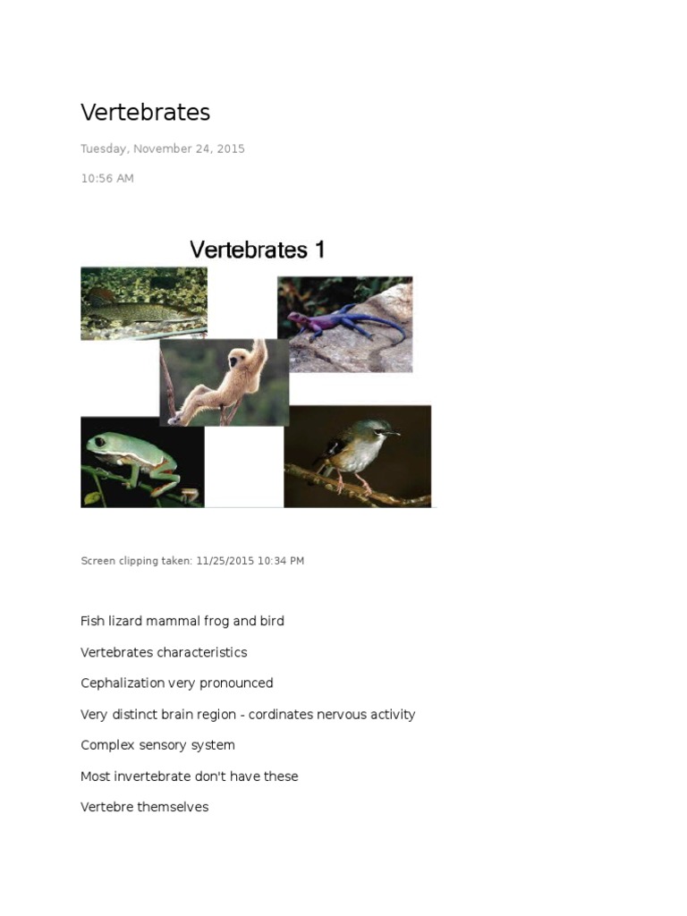 Vertebrates Notes | PDF | Fish | Vertebrates