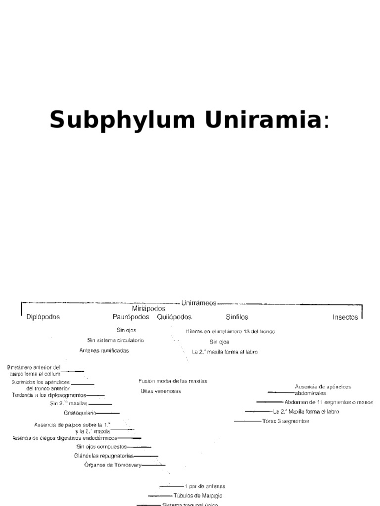 Características del subfilo Uniramia | PDF | Protostomas | Artrópodos