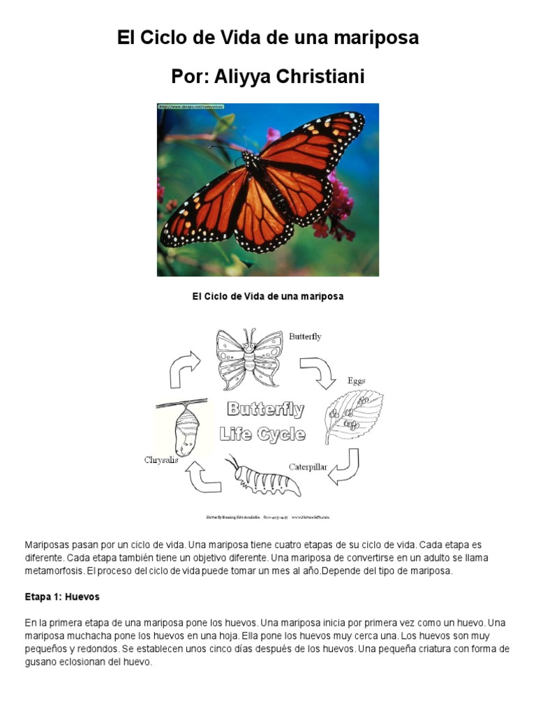 El Ciclo de Vida de Una Mariposa | Lepidópteros | Larva