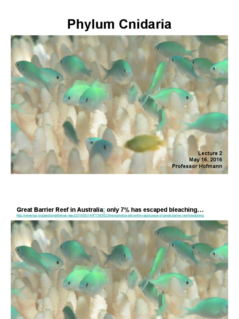 Cnidarians Overview | PDF | Coral | Animal Taxonomy