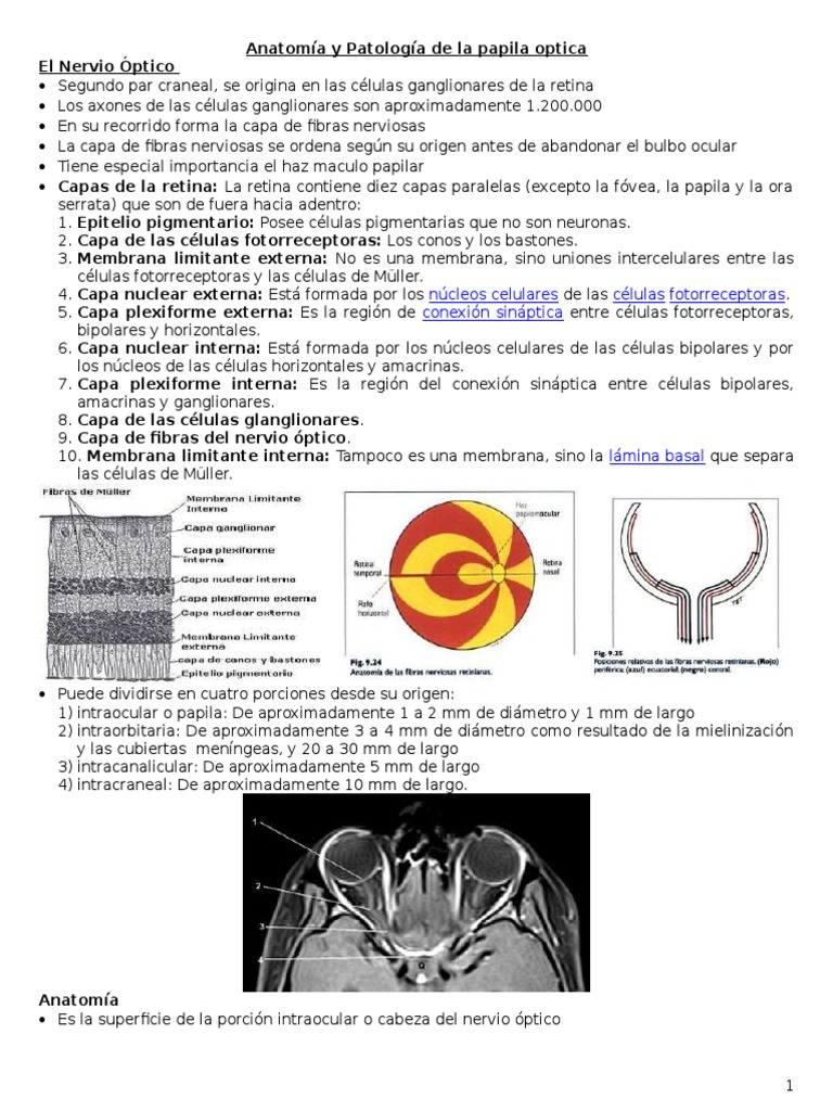 Anatomía y función de la papila óptica | PDF | Retina | Ojo humano