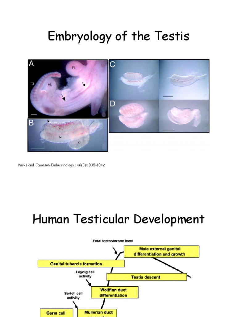 A Comprehensive Review of the Embryology, Development, Hormonal ...