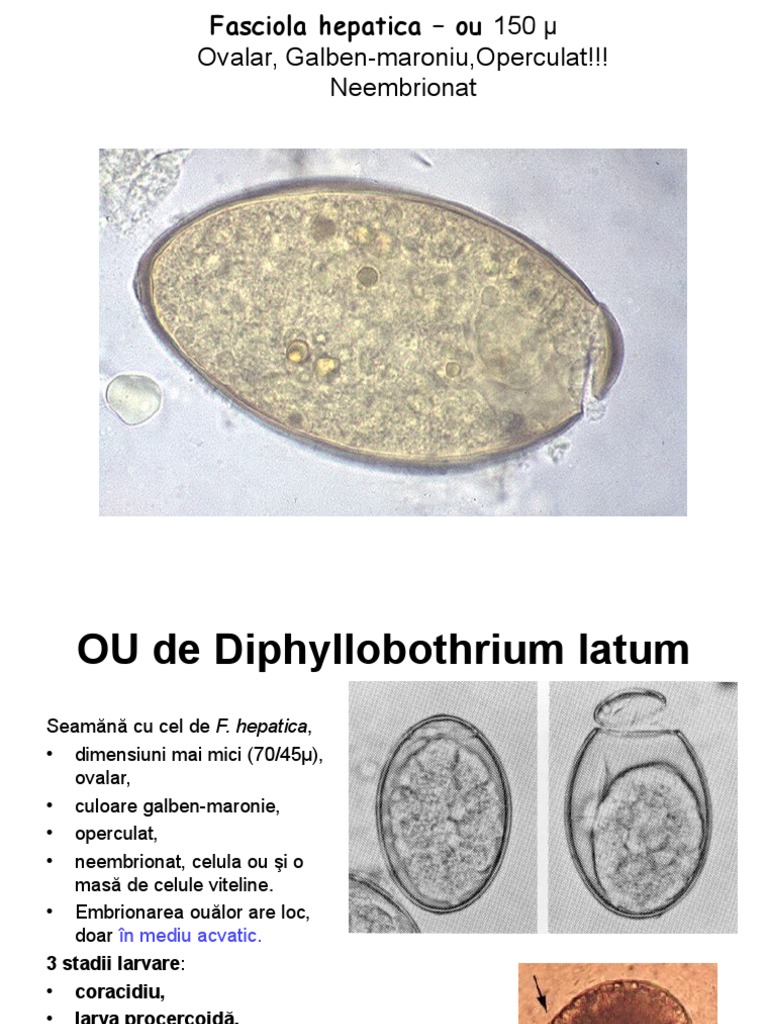 Slide Uri Helminti | PDF
