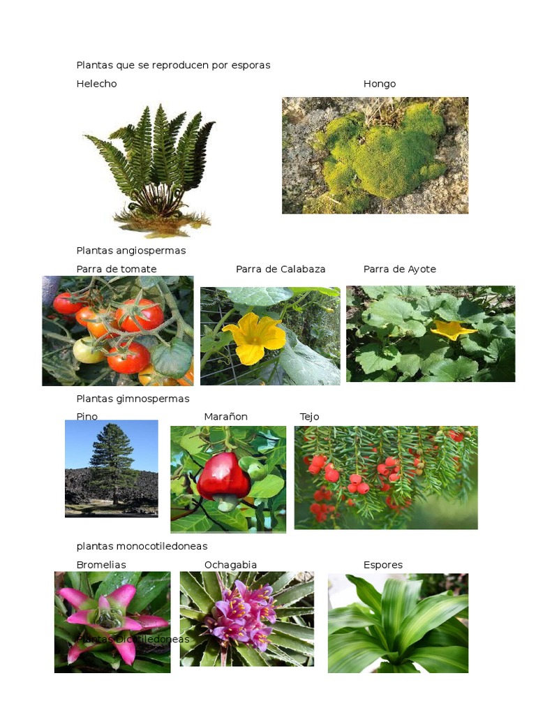 Plantas que se Reproducen por Esporas | PDF