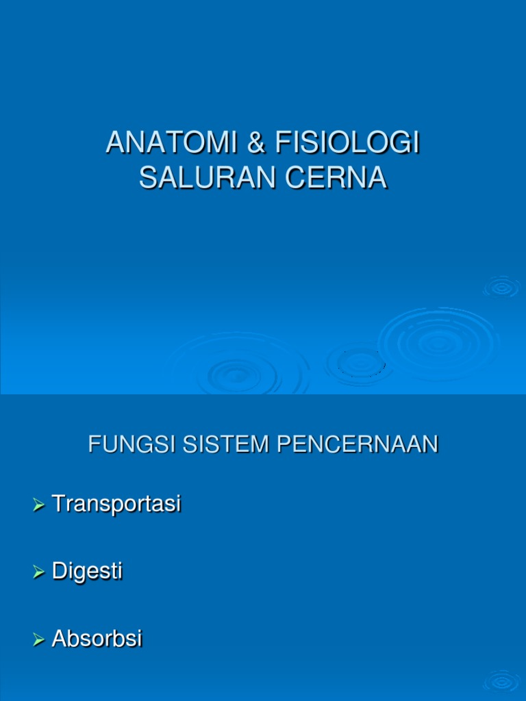 Anatomi Sal Cerna | PDF