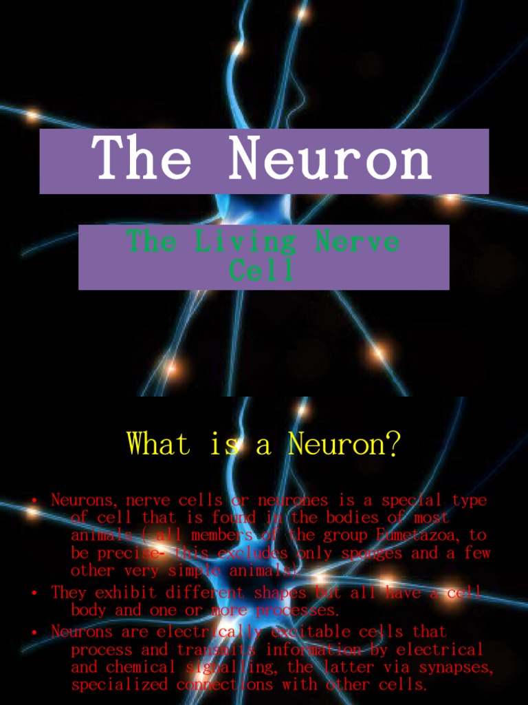 The Neuron (Bigger Slides) | PDF | Neuron | Autonomic Nervous System
