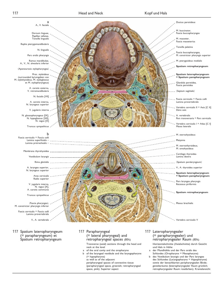 Spatium Parapharyngeum | Neck | Human Head And Neck