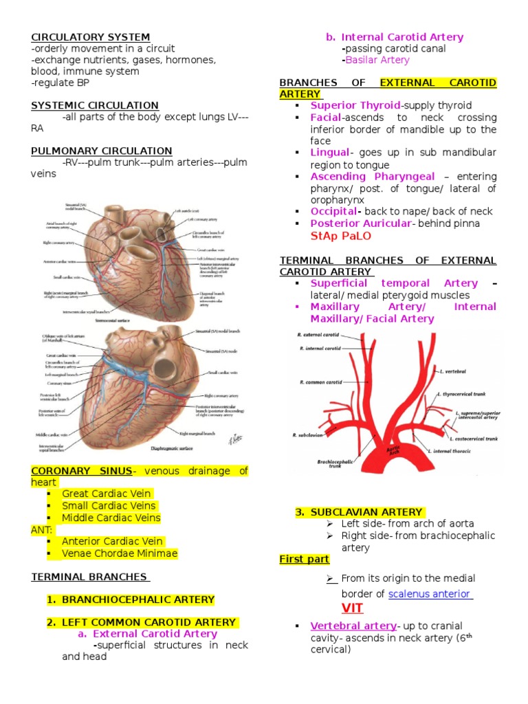 Circulatory System | PDF | Common Carotid Artery | Aorta
