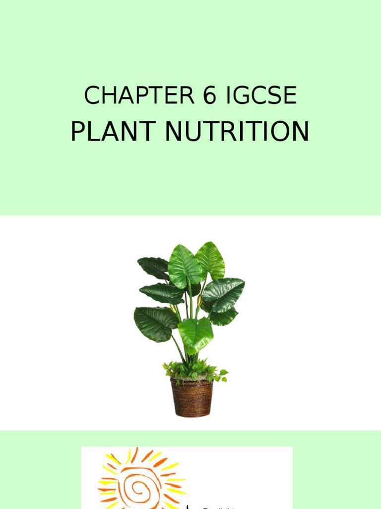 Plant Nutrition Igcse | PDF | Photosynthesis | Stoma