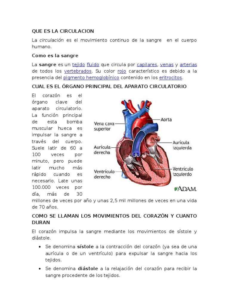 Preguntas Sistema Circulatorio | PDF
