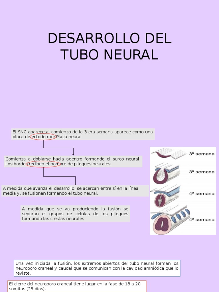 Desarrollo Del Tubo Neural | PDF | Médula espinal | Sistema nervioso