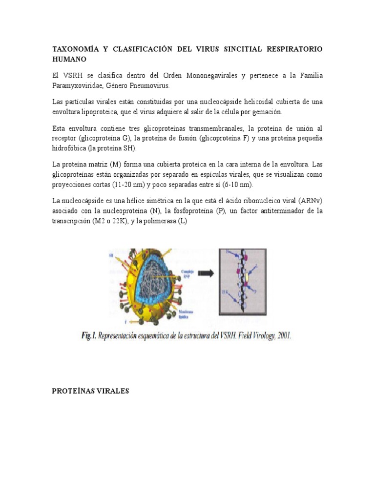 Taxonomía y Clasificación Del Virus Sincitial Respiratorio Humano ...