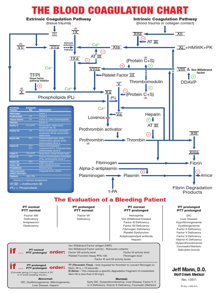 Blood Clotting Chart | PDF | Coagulation | Blood Proteins