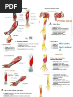 Anatomía Del Hueso Del Húmero Del Perro AnatomyLearner - El Lugar para ...