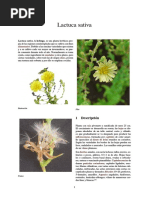 Raiz Axonomorfa | PDF | Raíz | Tallo de la planta