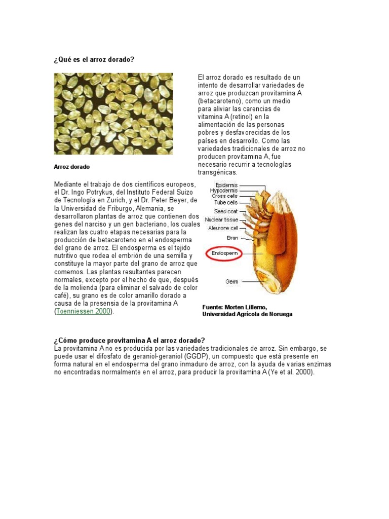 Arroz Dorado: Beneficios y Desafíos | PDF | Vitamina a | Vitamina