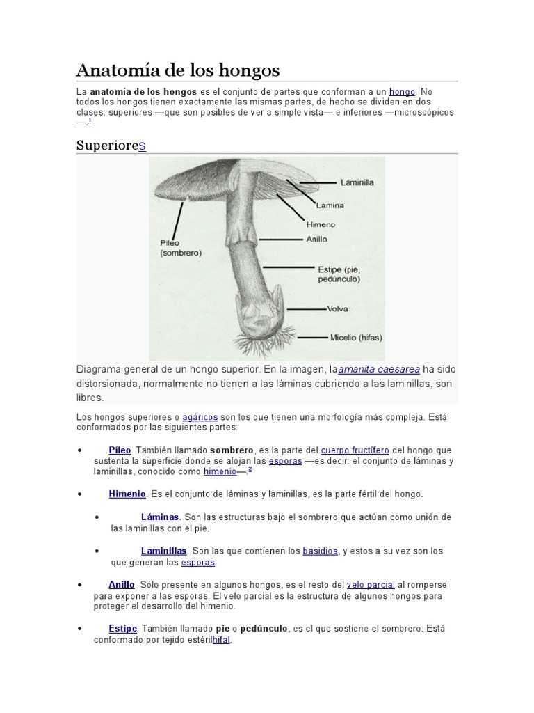 Anatomía de Los Hongos | PDF | Hogar, jardinería y bricolaje