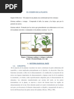 Raiz Axonomorfa | PDF | Raíz | Tallo de la planta