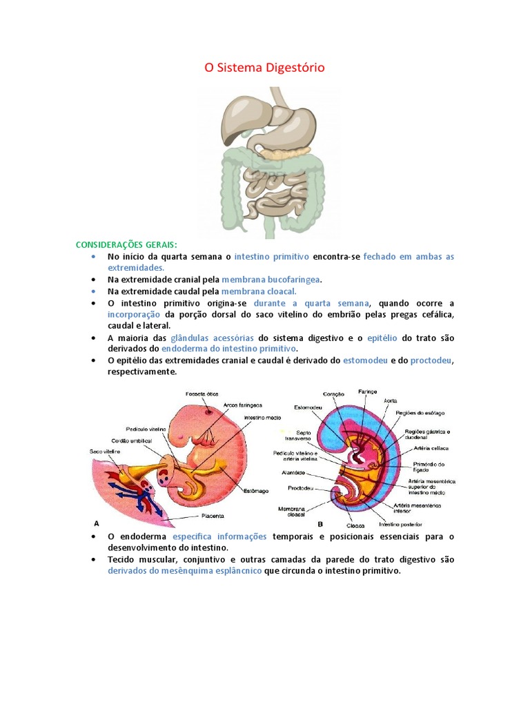 Embriologia Sistema Digestivo – Embriología Sistema Digestivo – KSMF