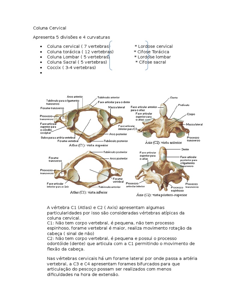 Anatomia e Disfunções da Coluna Cervical | PDF | Coluna vertebral ...