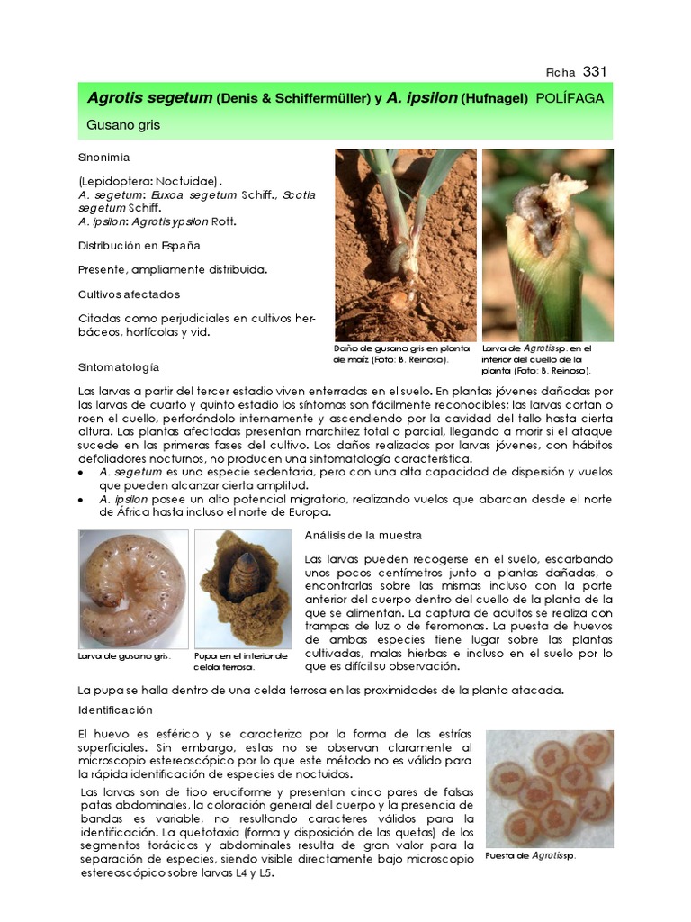 Identificación de Agrotis spp. en cultivos | PDF | Insectos | Organismos