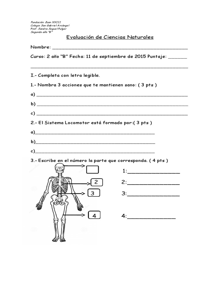 Actividad De El Sistema Locomotor