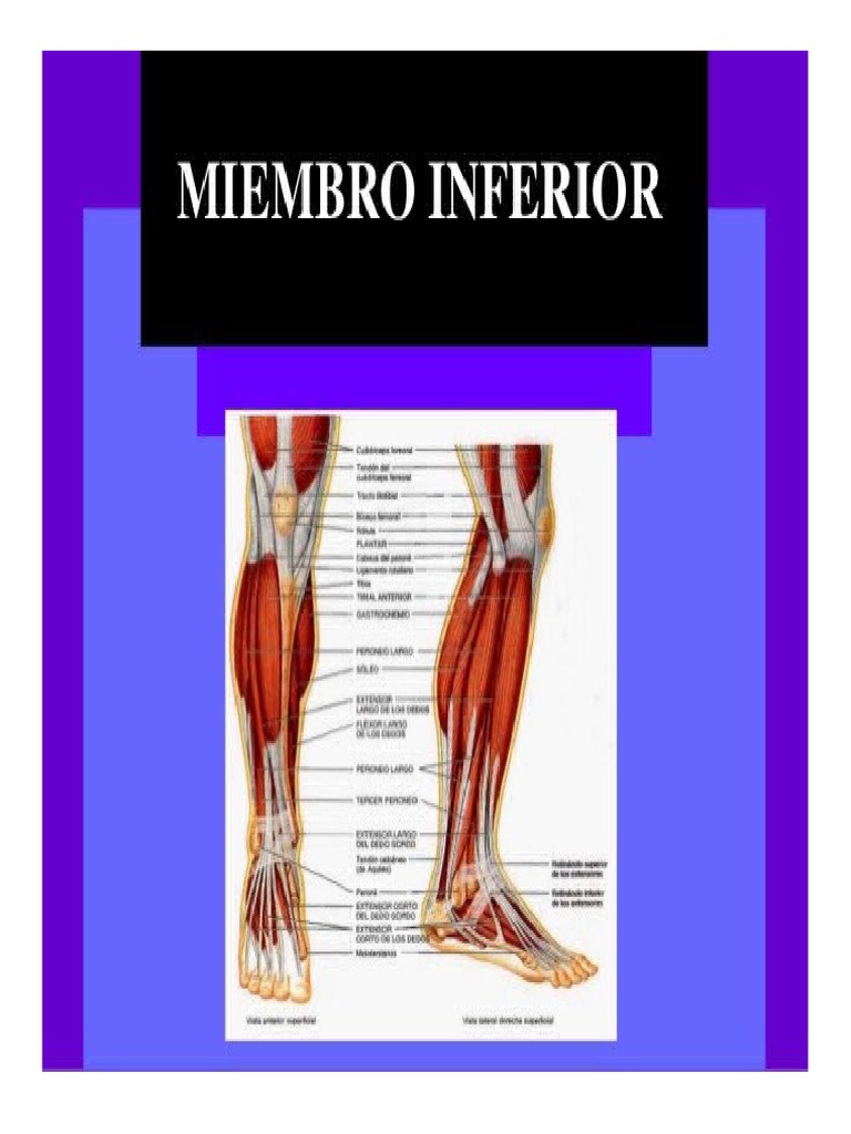 Miembro Inferior